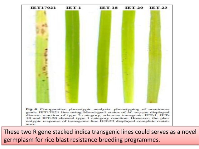 Gene stacking | PPTX