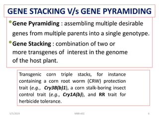 Gene stacking | PPTX