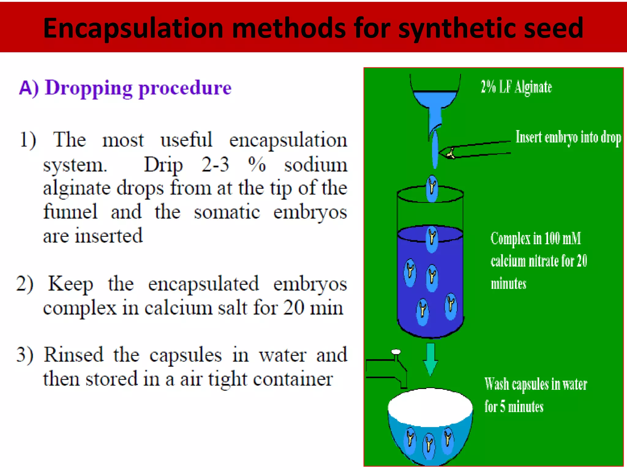 Synthetic seeds | PPTX