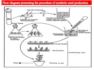 Synthetic seeds | PPTX
