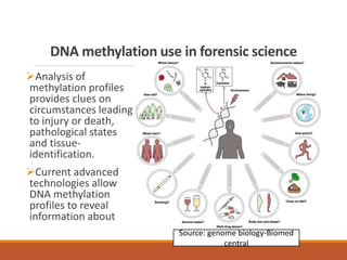 MBB611 dna methylation | PPTX