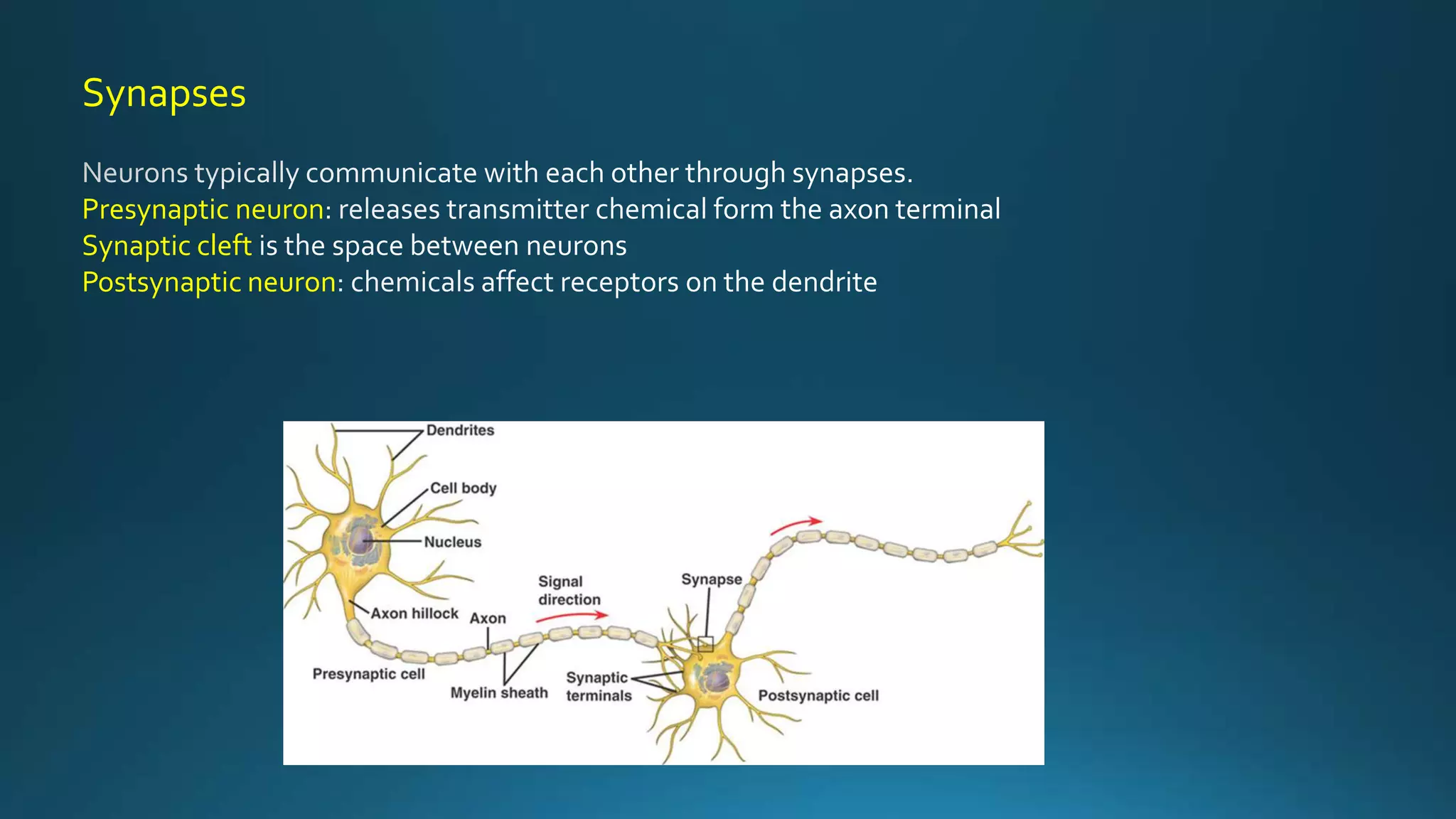 MBB 8 Synapses.pptx