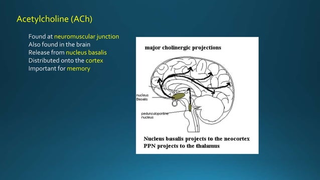 MBB 8 Synapses.pptx
