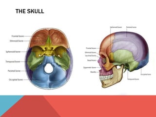 MBB Anatomy | PPTX