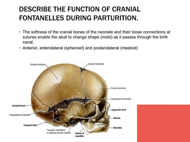 MBB Anatomy | PPTX | Thyroid Disorders | Endocrine and Metabolic Diseases