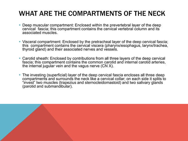 MBB Anatomy | PPTX | Thyroid Disorders | Endocrine and Metabolic Diseases