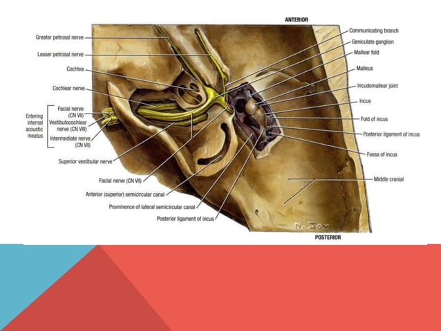 MBB Anatomy | PPTX | Thyroid Disorders | Endocrine and Metabolic Diseases