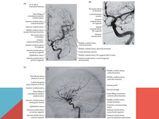 MBB Anatomy | PPTX