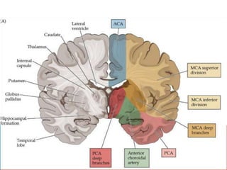 MBB Anatomy | PPTX