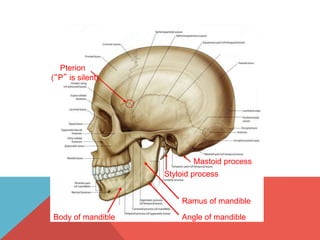 MBB Anatomy | PPT