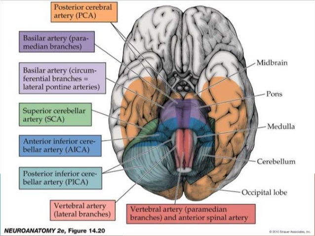 MBB Anatomy