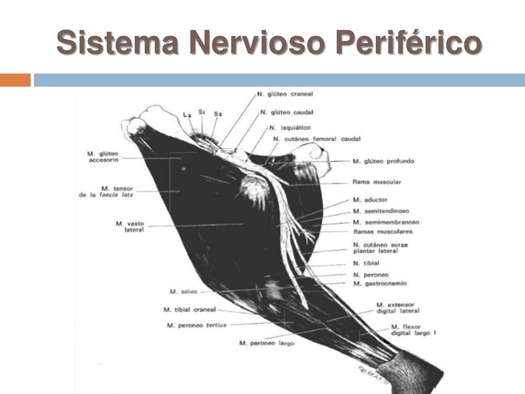 Sistema Nervioso Periférico Bovino