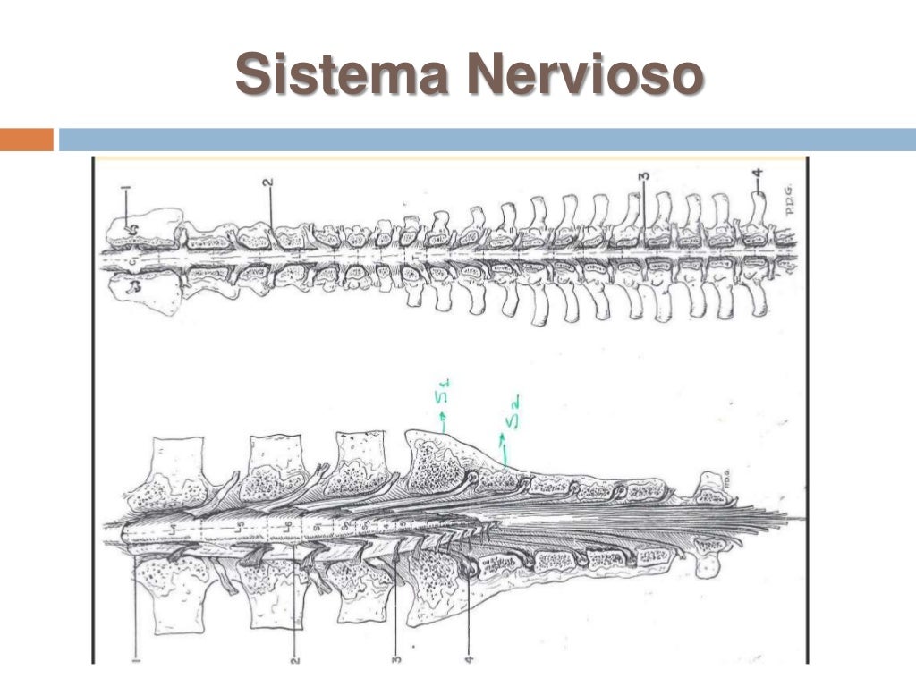 Sistema Nervioso Periférico Bovino