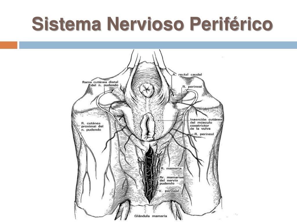 Sistema Nervioso Periférico Bovino