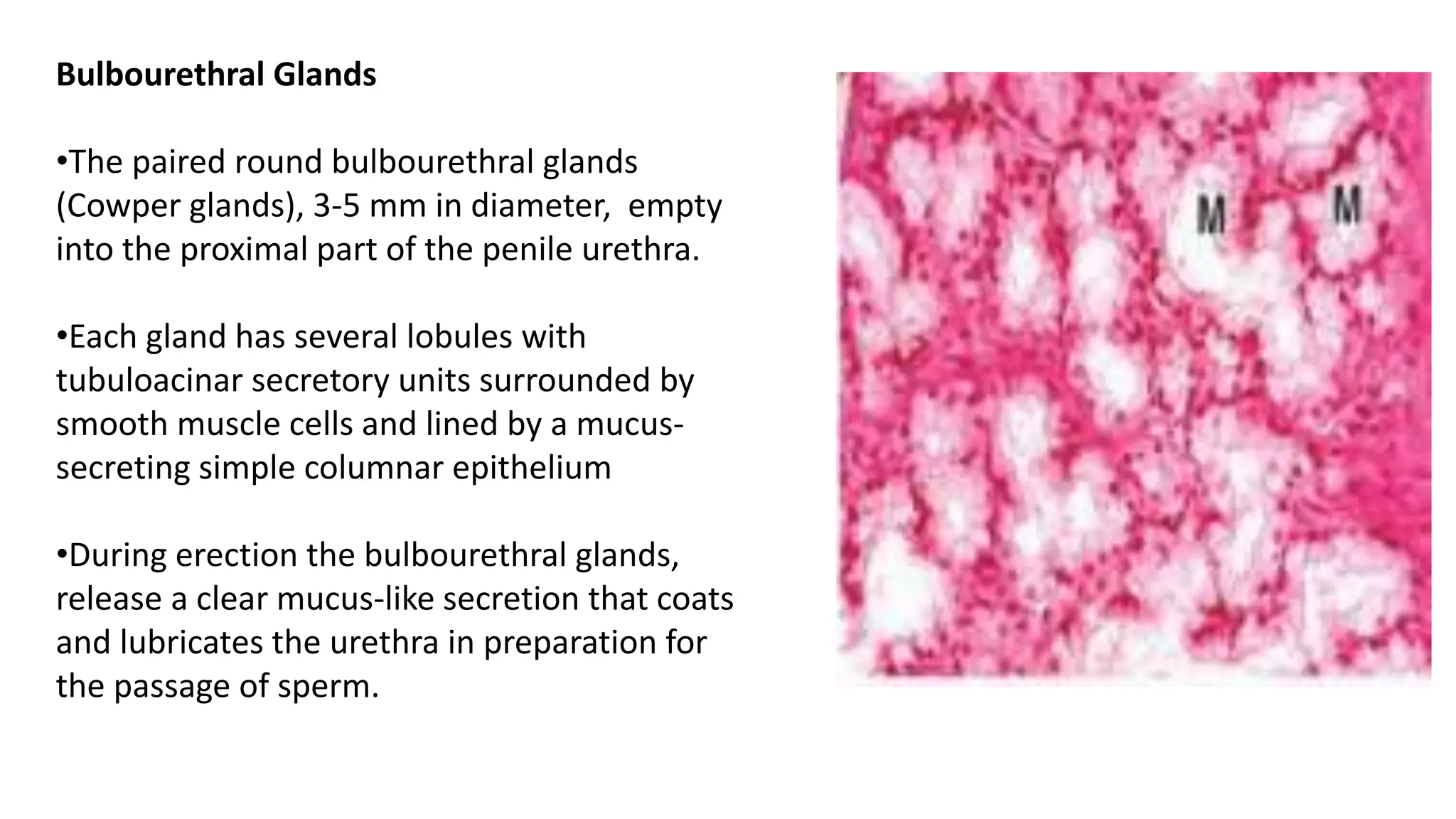 mbbs 200l HISTOLOGY b.pptx histology of urinary system | PPTX