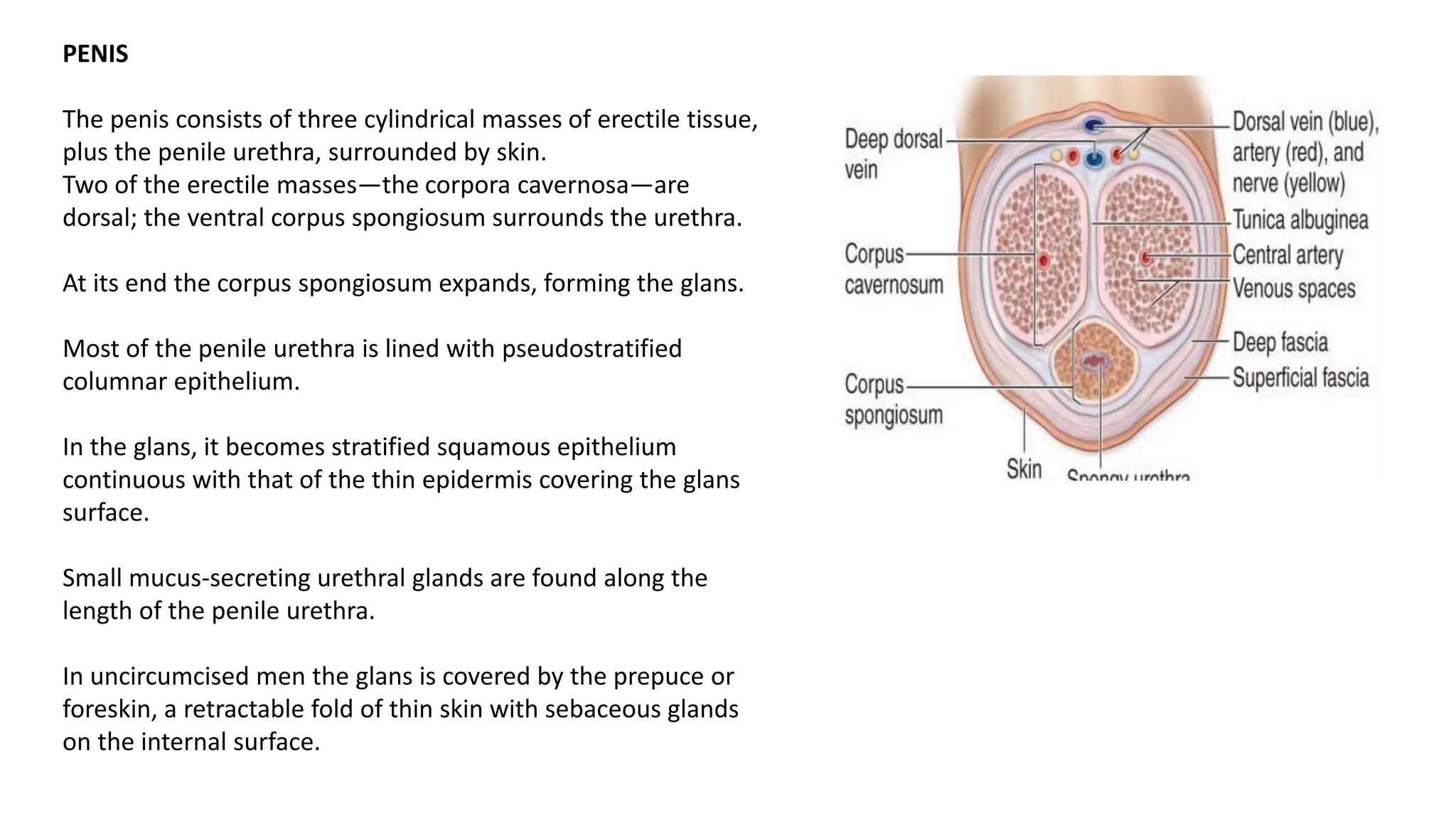 mbbs 200l HISTOLOGY b.pptx histology of urinary system | PPTX