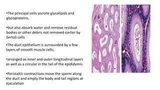 mbbs 200l HISTOLOGY b.pptx histology of urinary system | PPTX