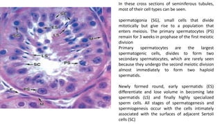 mbbs 200l HISTOLOGY b.pptx histology of urinary system | PPT