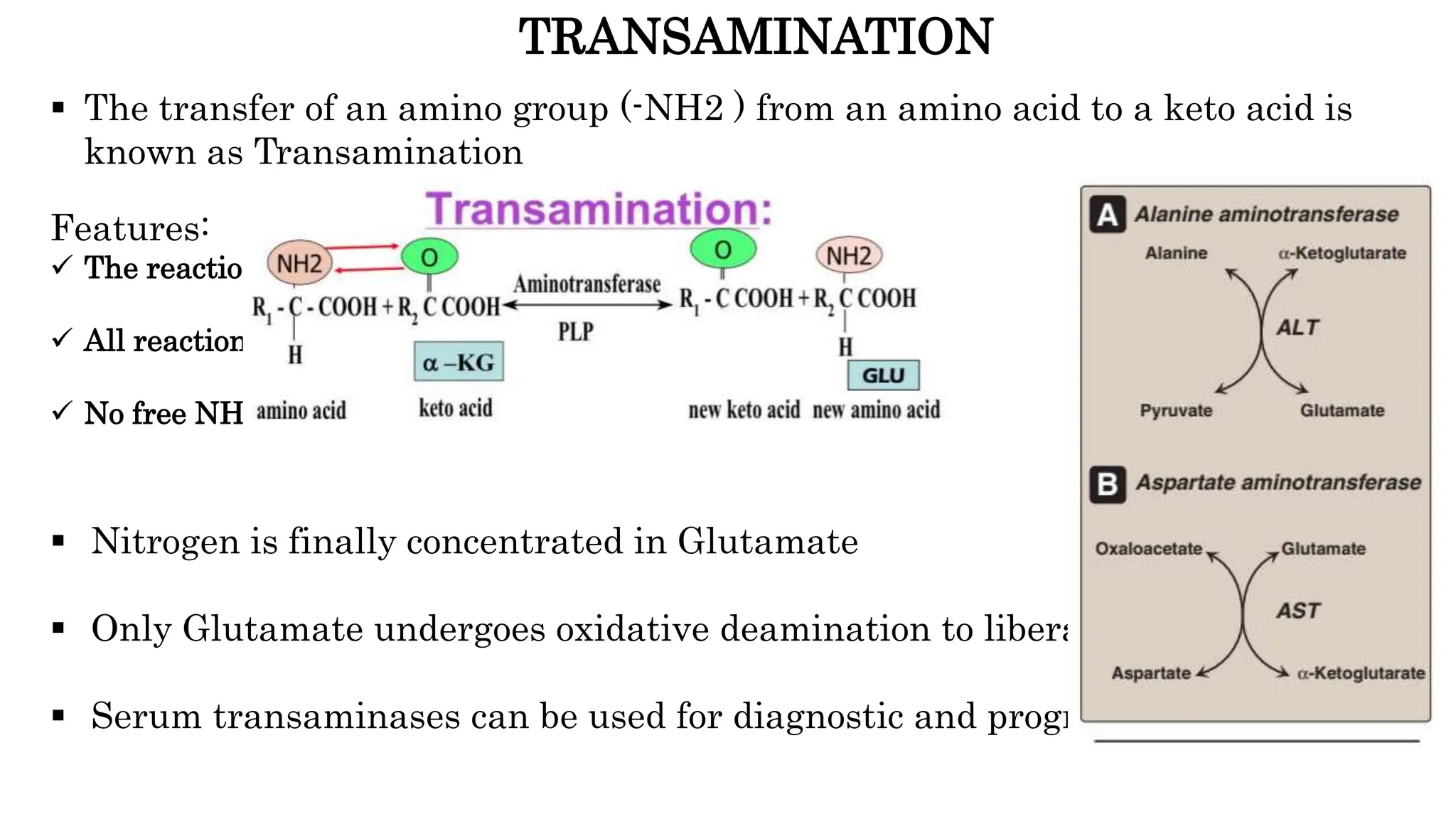 MBBS UREA CYCLE, STEPS, CLINICAL ASPECTS | PPTX