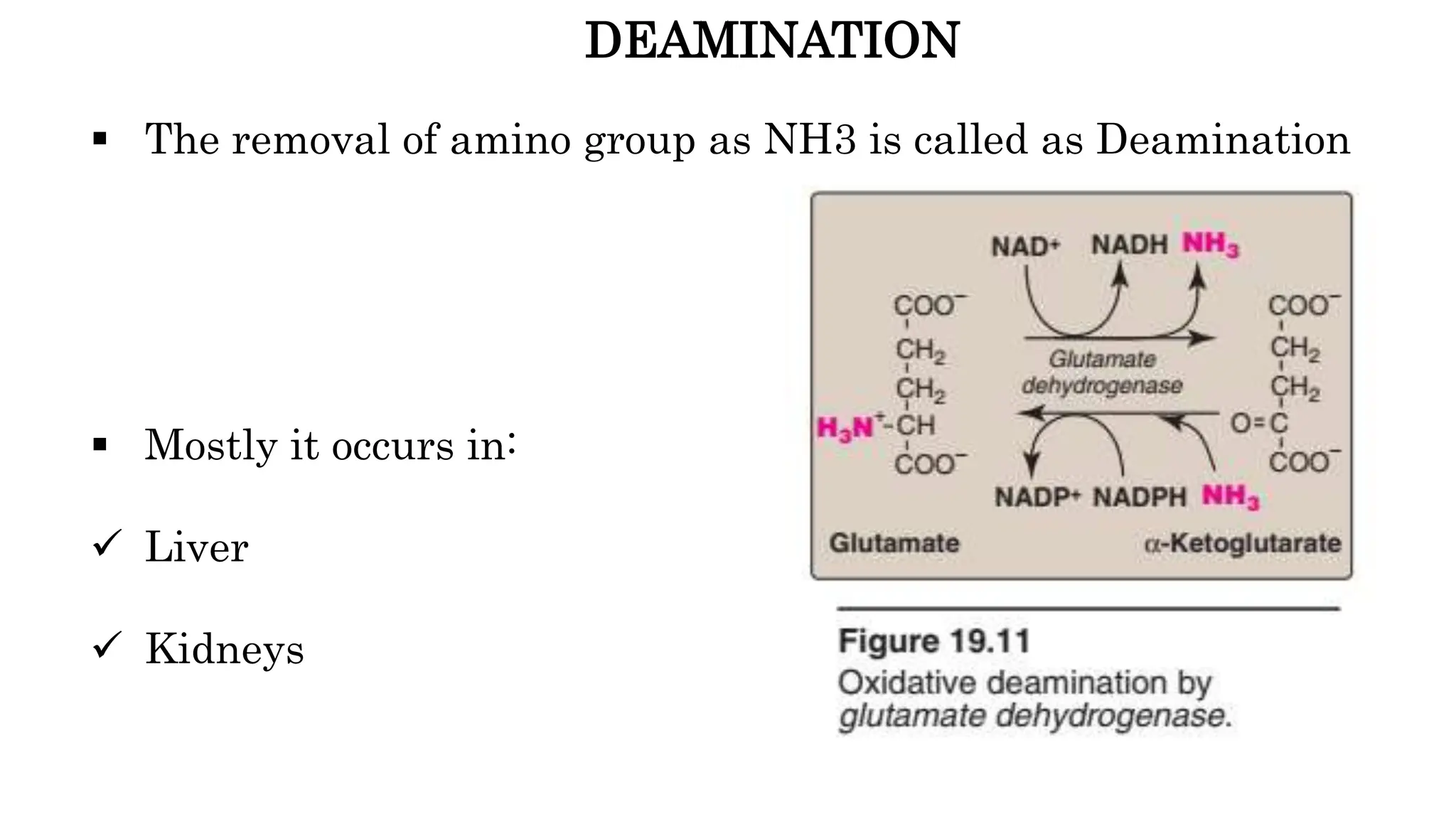 MBBS UREA CYCLE, STEPS, CLINICAL ASPECTS | PPTX