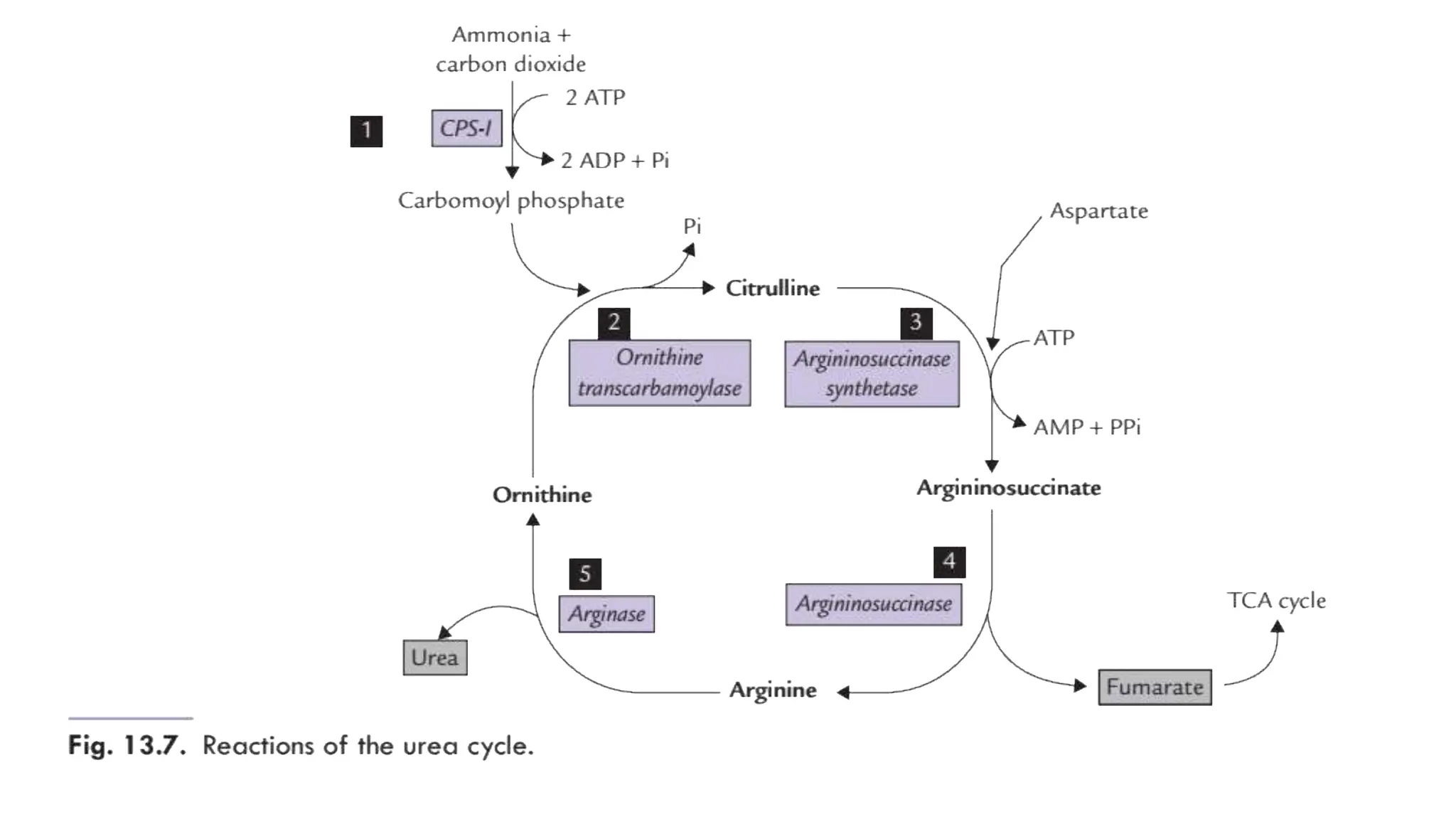 MBBS UREA CYCLE, STEPS, CLINICAL ASPECTS | PPTX