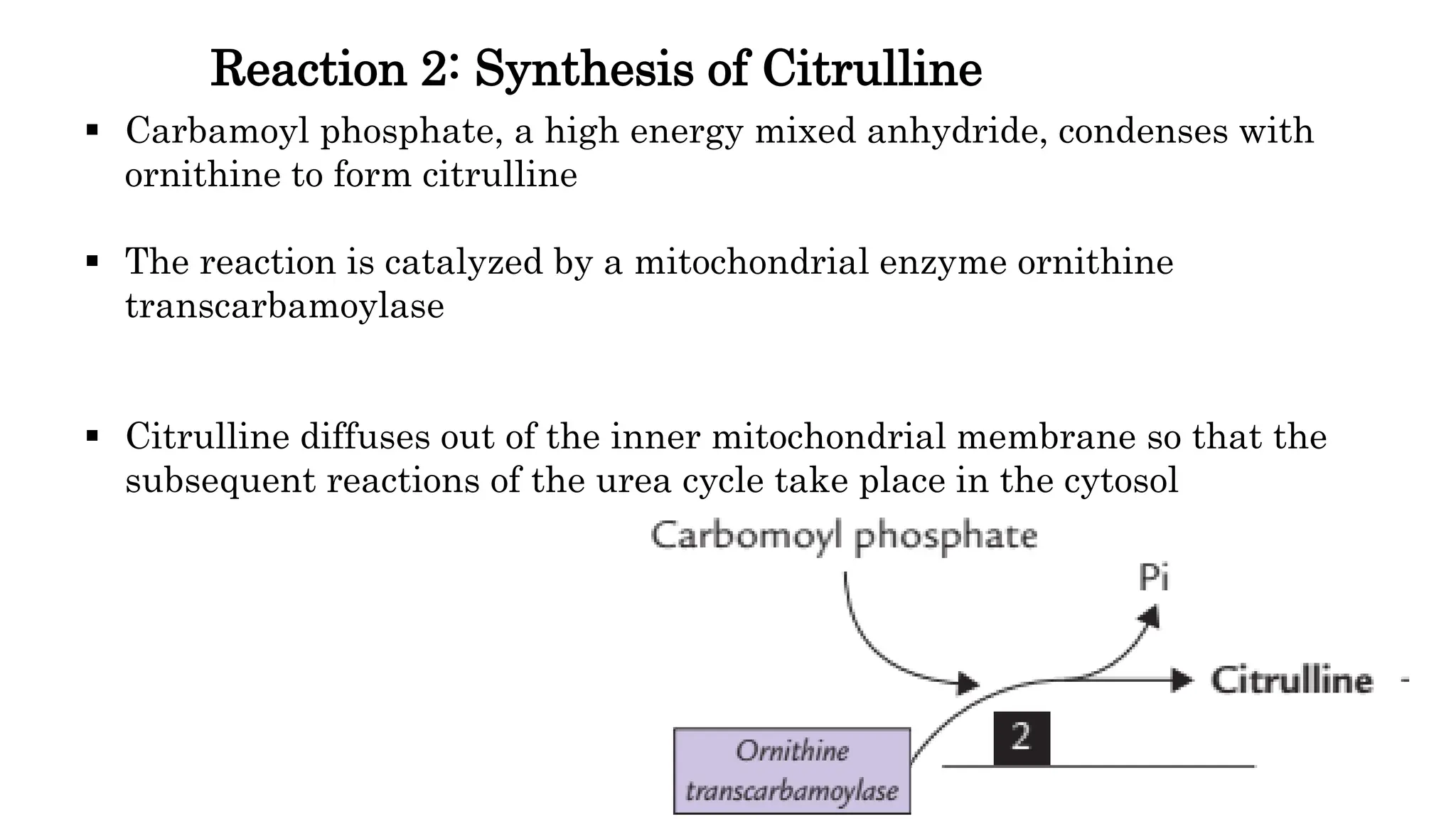 MBBS UREA CYCLE, STEPS, CLINICAL ASPECTS | PPTX