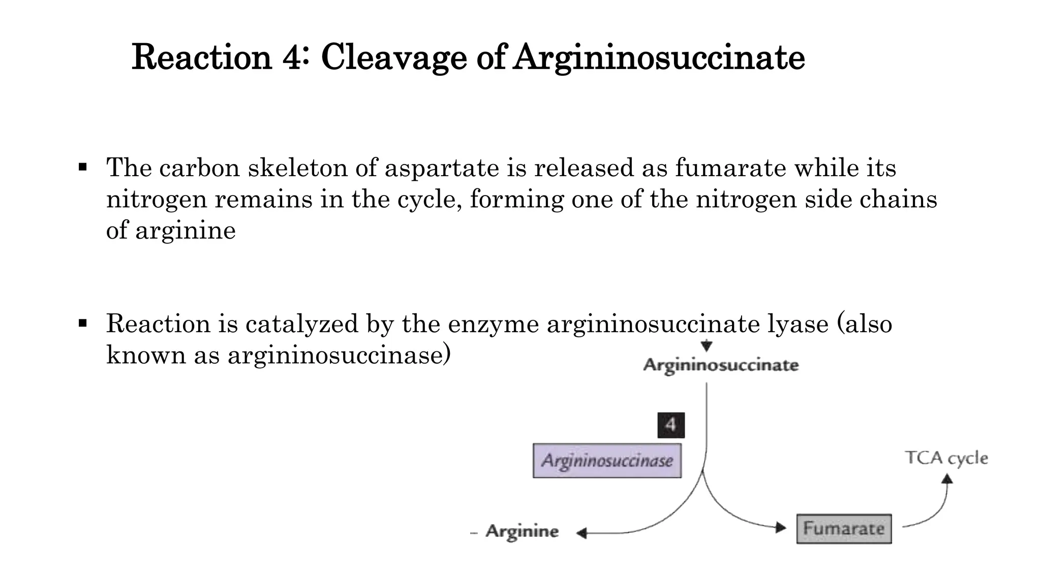 MBBS UREA CYCLE, STEPS, CLINICAL ASPECTS | PPTX