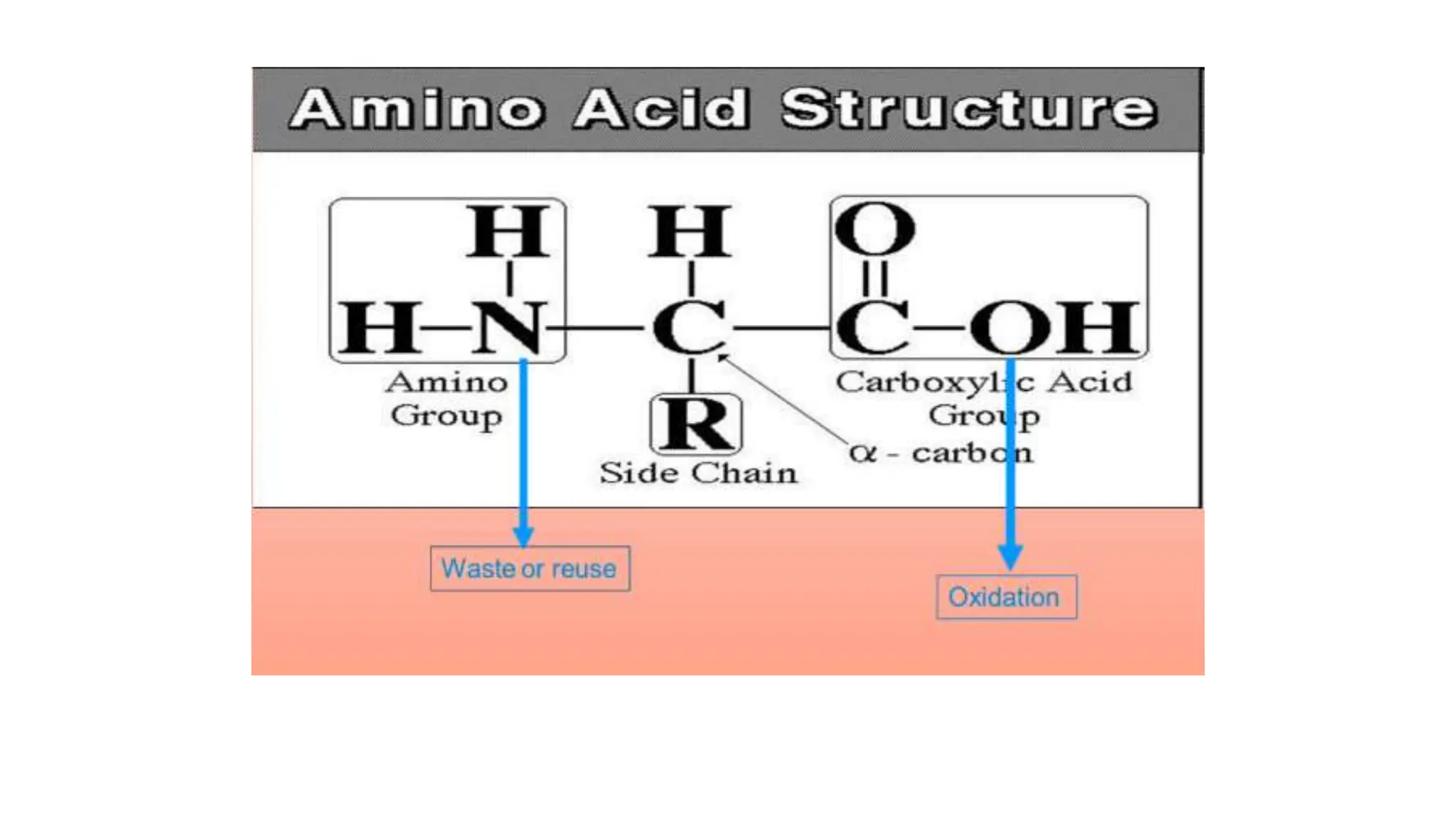 MBBS UREA CYCLE, STEPS, CLINICAL ASPECTS | PPTX