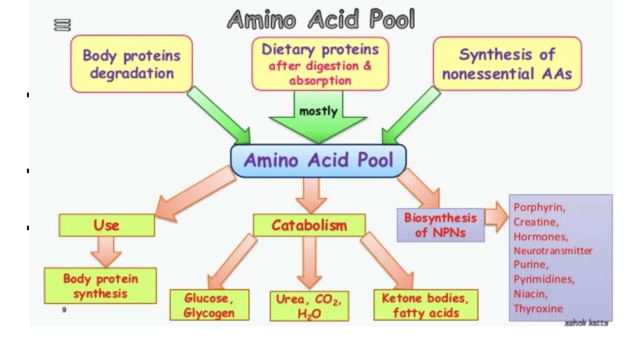 MBBS UREA CYCLE, STEPS, CLINICAL ASPECTS | PPTX