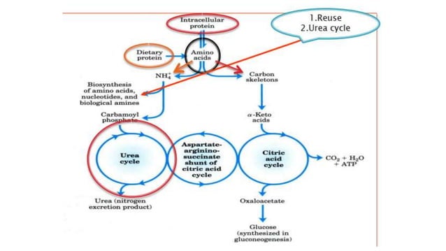 MBBS UREA CYCLE, STEPS, CLINICAL ASPECTS | PPT