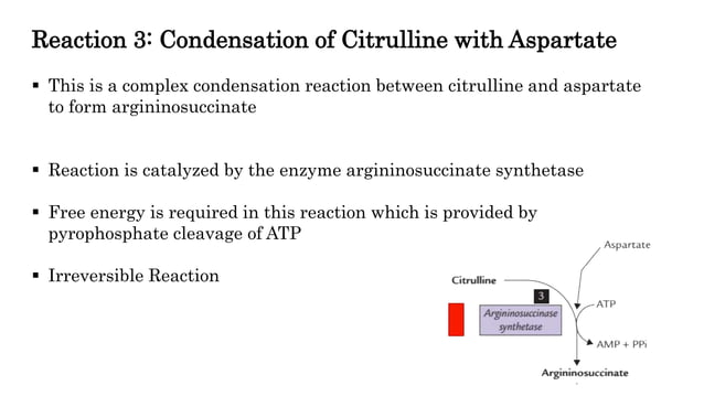 MBBS UREA CYCLE, STEPS, CLINICAL ASPECTS | PPT