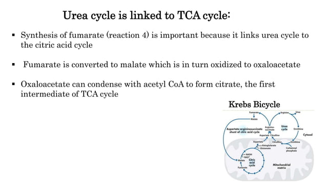 MBBS UREA CYCLE, STEPS, CLINICAL ASPECTS | PPT