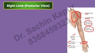 MBBS Anatomy-Upper Limb-L1.bshbshshshshspdf | PDF