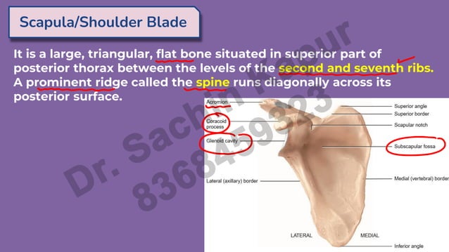 MBBS Anatomy-Upper Limb-L1.bshbshshshshspdf | PDF