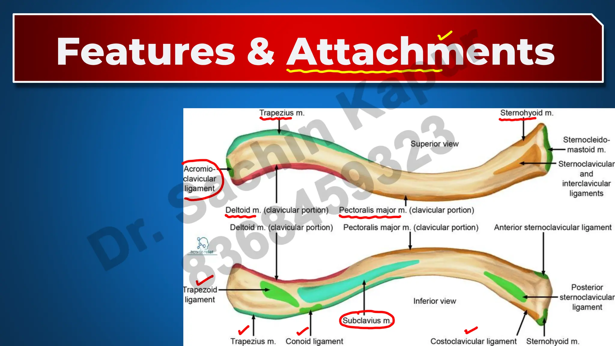 MBBS Anatomy-Upper Limb L-2.pdf uploaded | PPT