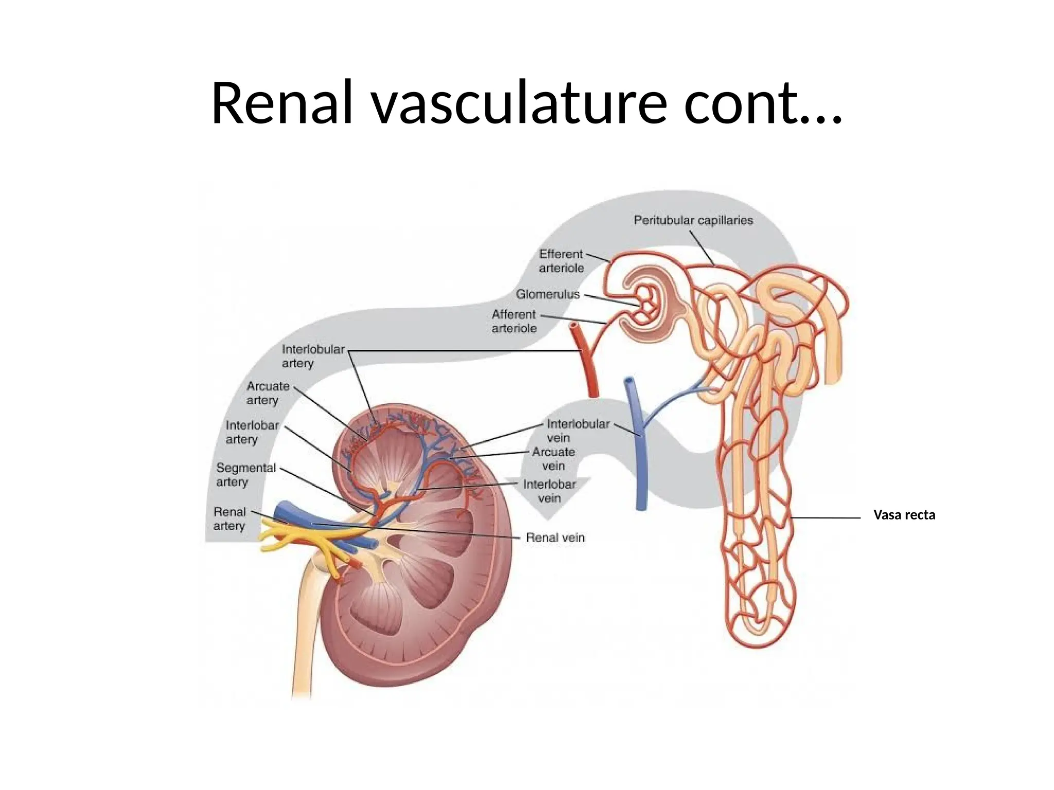 MBBS ANATOMY AND PHYSIOLOGY OF THE KIDNEYS.pdf