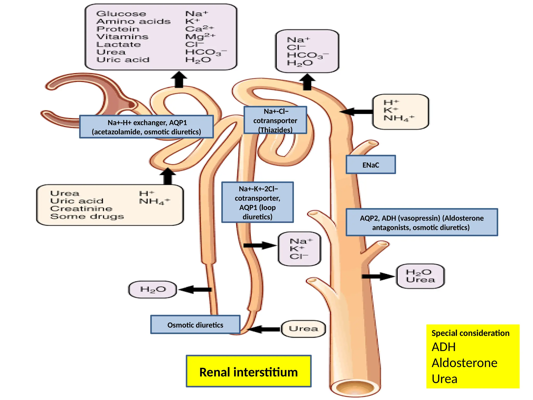 MBBS ANATOMY AND PHYSIOLOGY OF THE KIDNEYS.pdf
