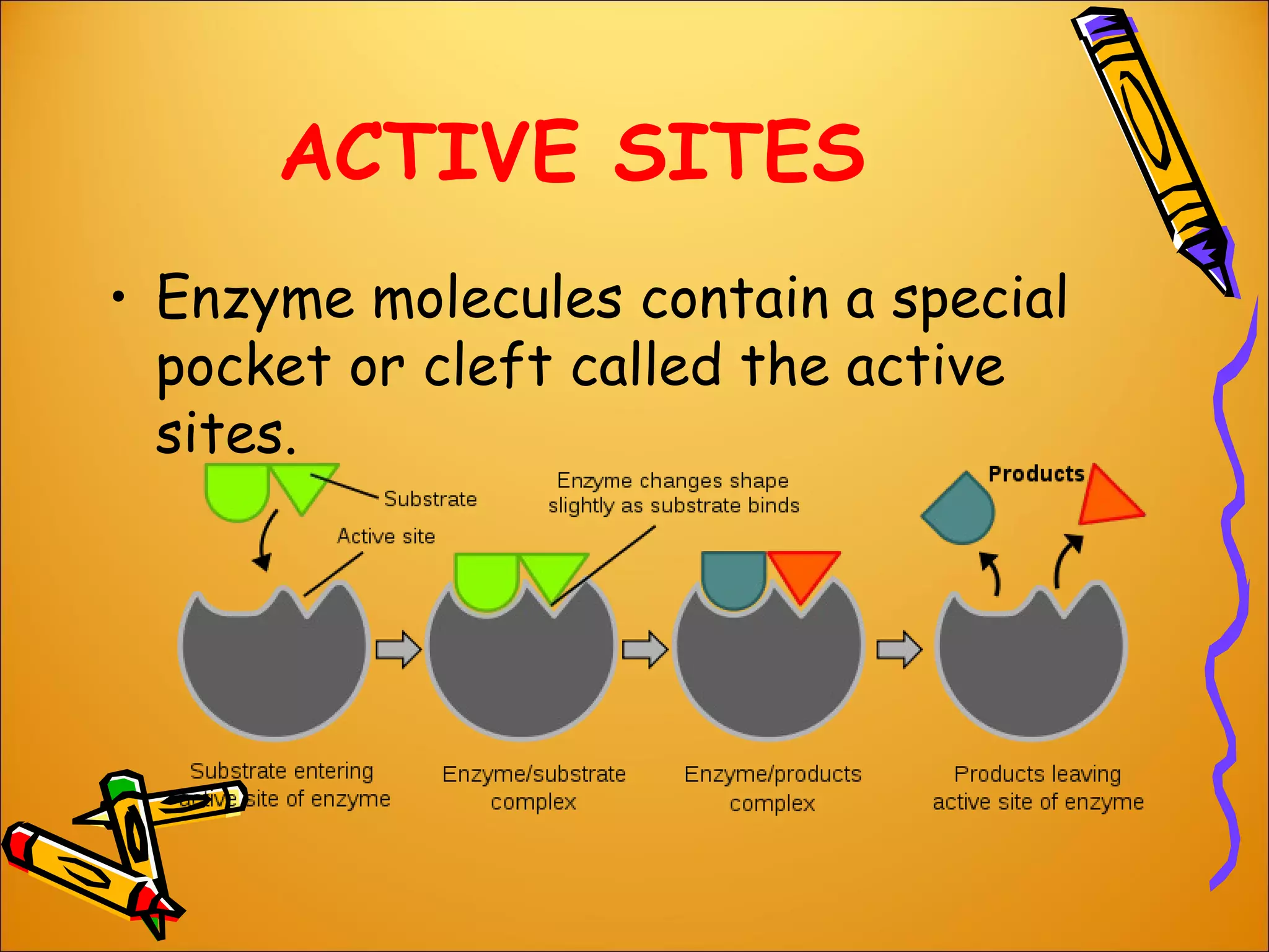 Enzymes ,Lecture-1 | PPT
