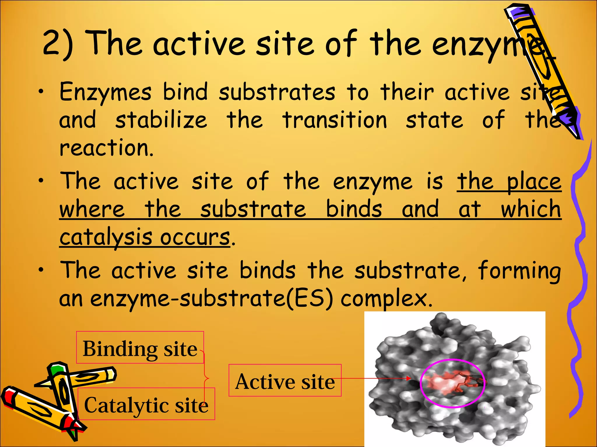 Enzymes ,Lecture-1 | PPT | Chemistry | Science