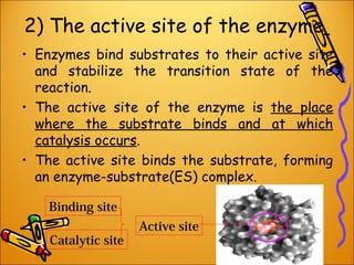 Enzymes ,Lecture-1 | PPT | Chemistry | Science
