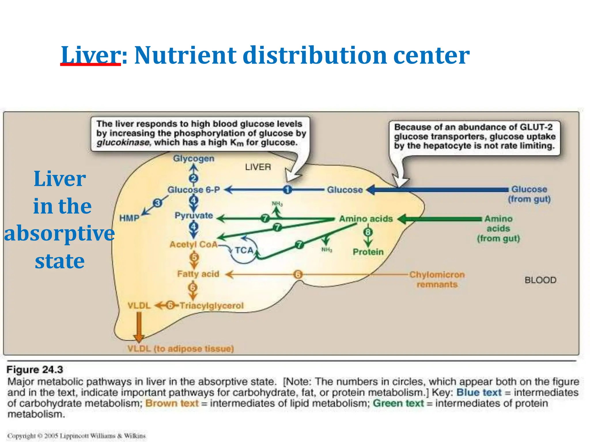 FEED FAST CYCLE DETAILS. METABOLISM IN WEL FED AND FASTING STATE | PPTX
