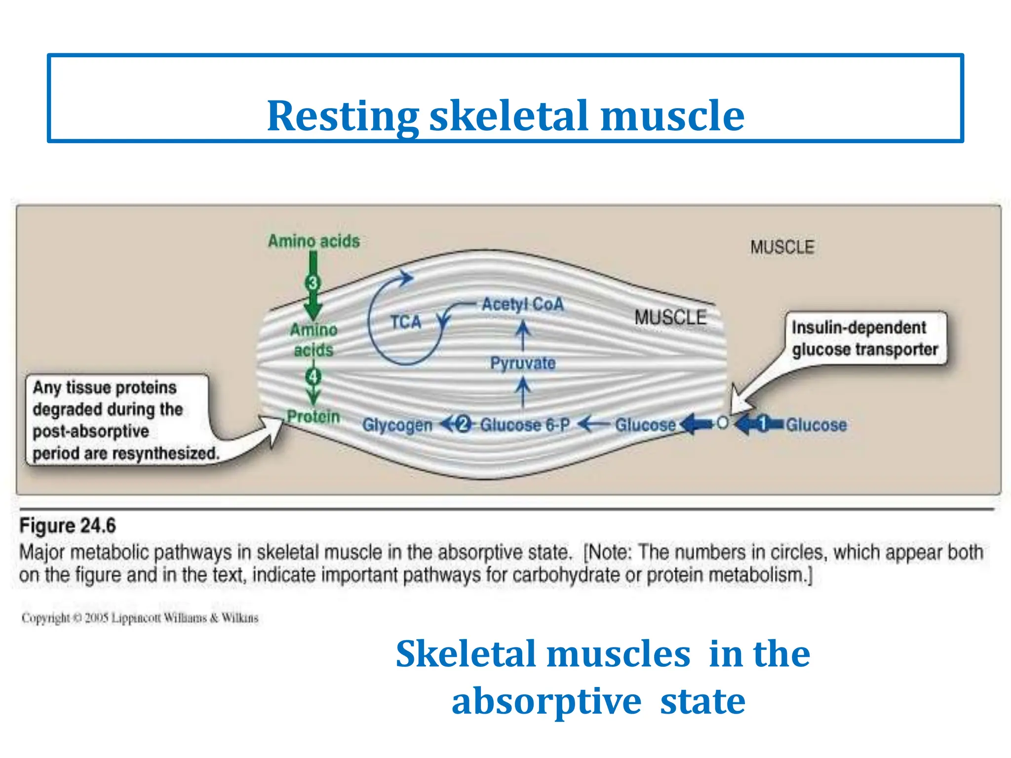 FEED FAST CYCLE DETAILS. METABOLISM IN WEL FED AND FASTING STATE | PPTX