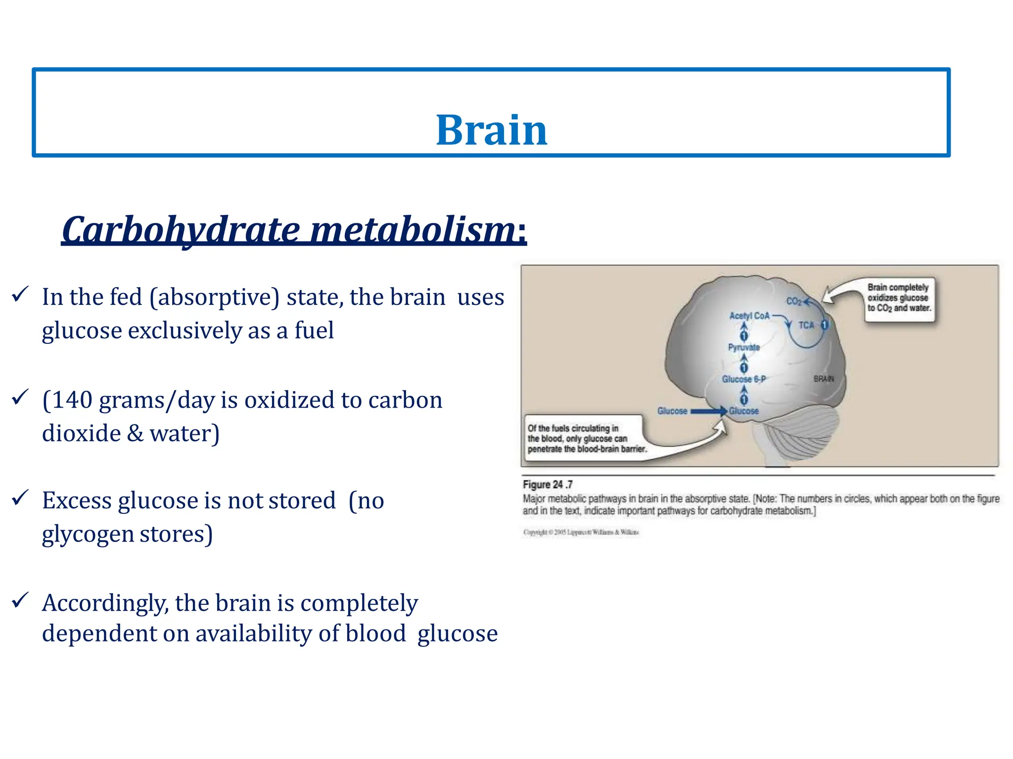 FEED FAST CYCLE DETAILS. METABOLISM IN WEL FED AND FASTING STATE | PPTX