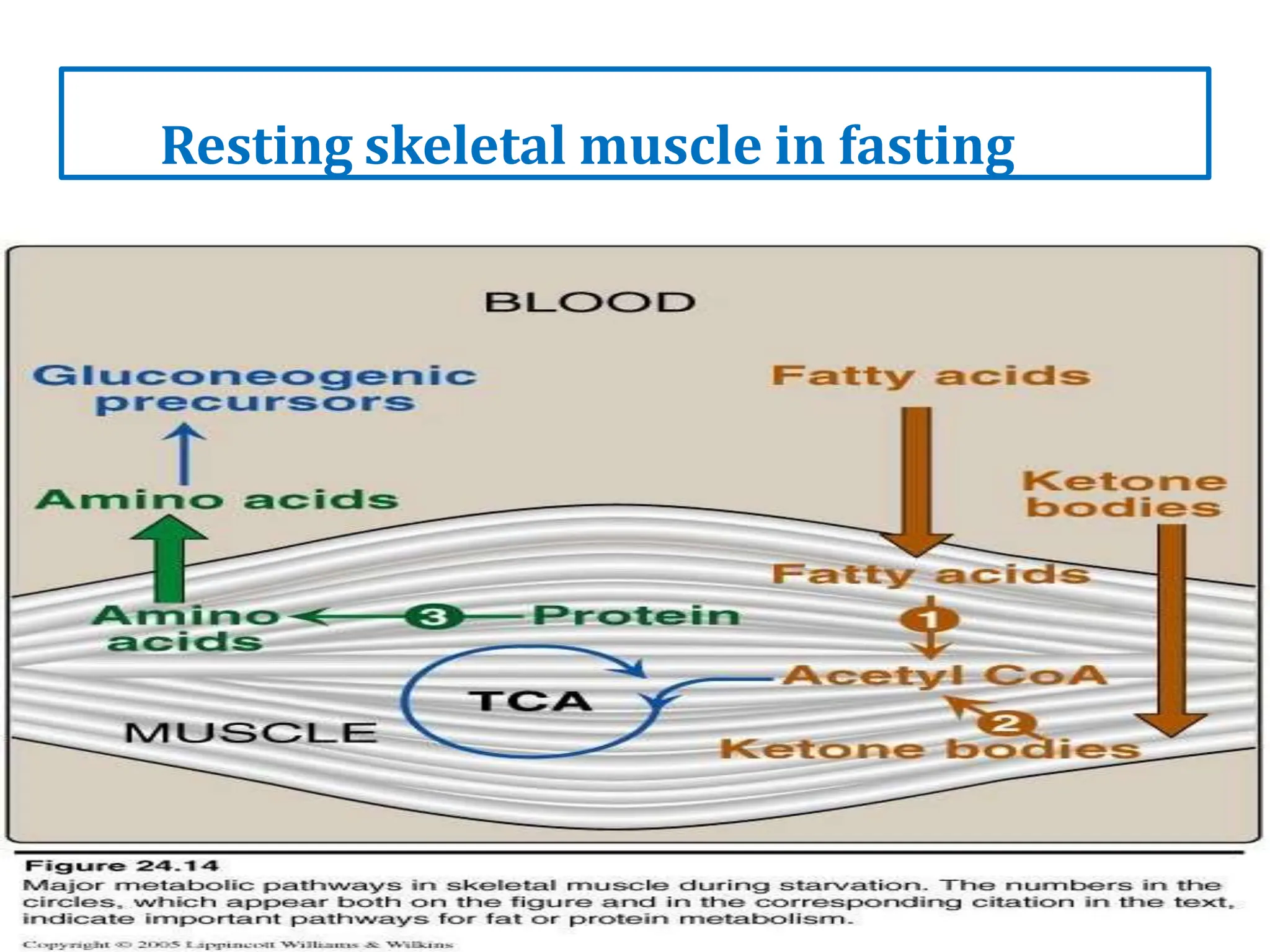 FEED FAST CYCLE DETAILS. METABOLISM IN WEL FED AND FASTING STATE | PPTX
