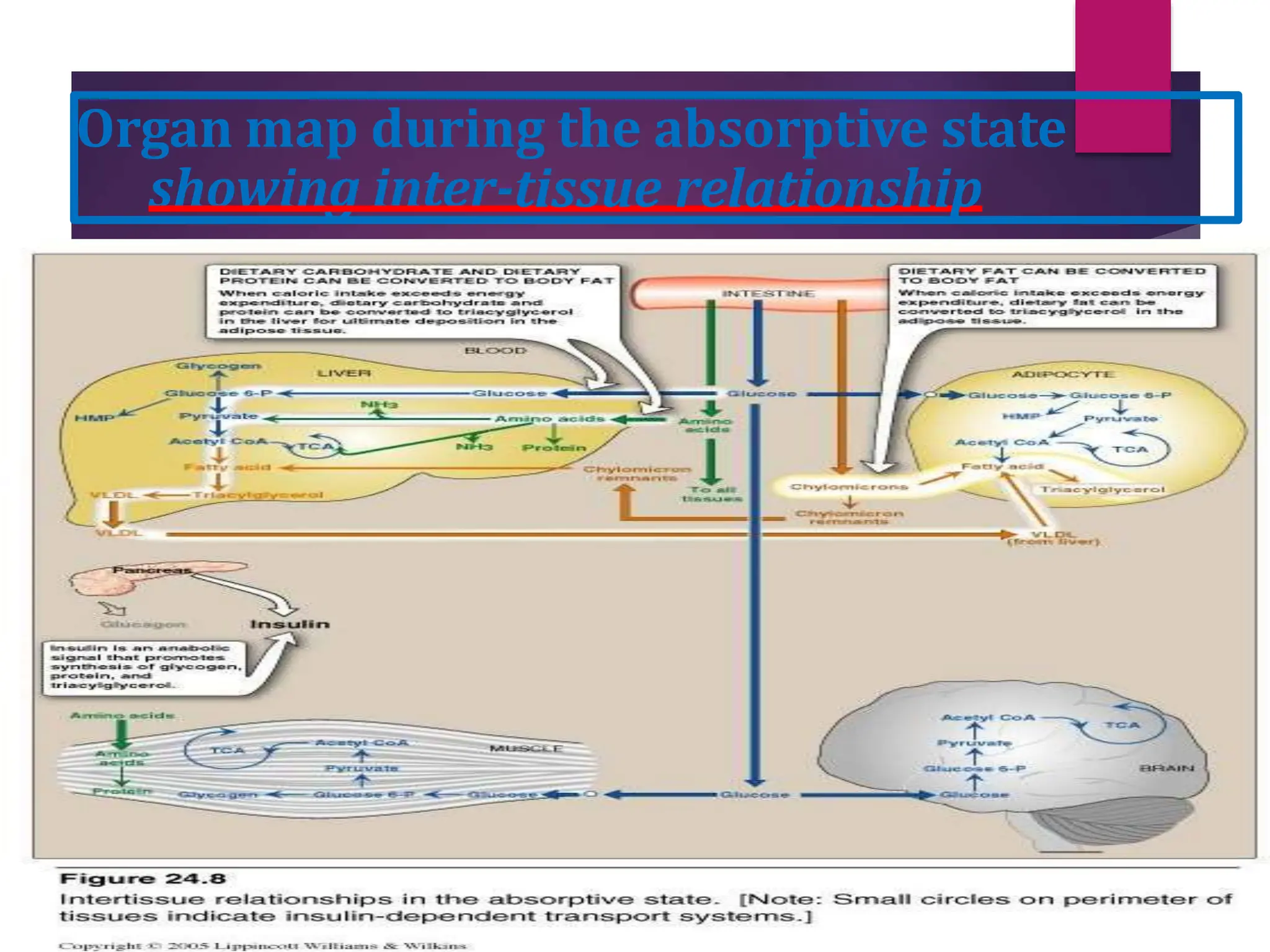 FEED FAST CYCLE DETAILS. METABOLISM IN WEL FED AND FASTING STATE | PPTX