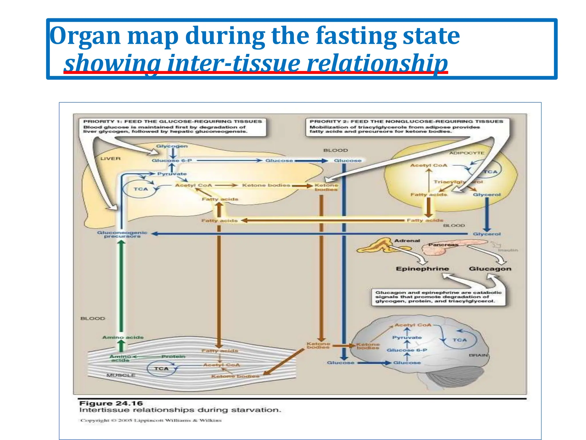 FEED FAST CYCLE DETAILS. METABOLISM IN WEL FED AND FASTING STATE | PPTX