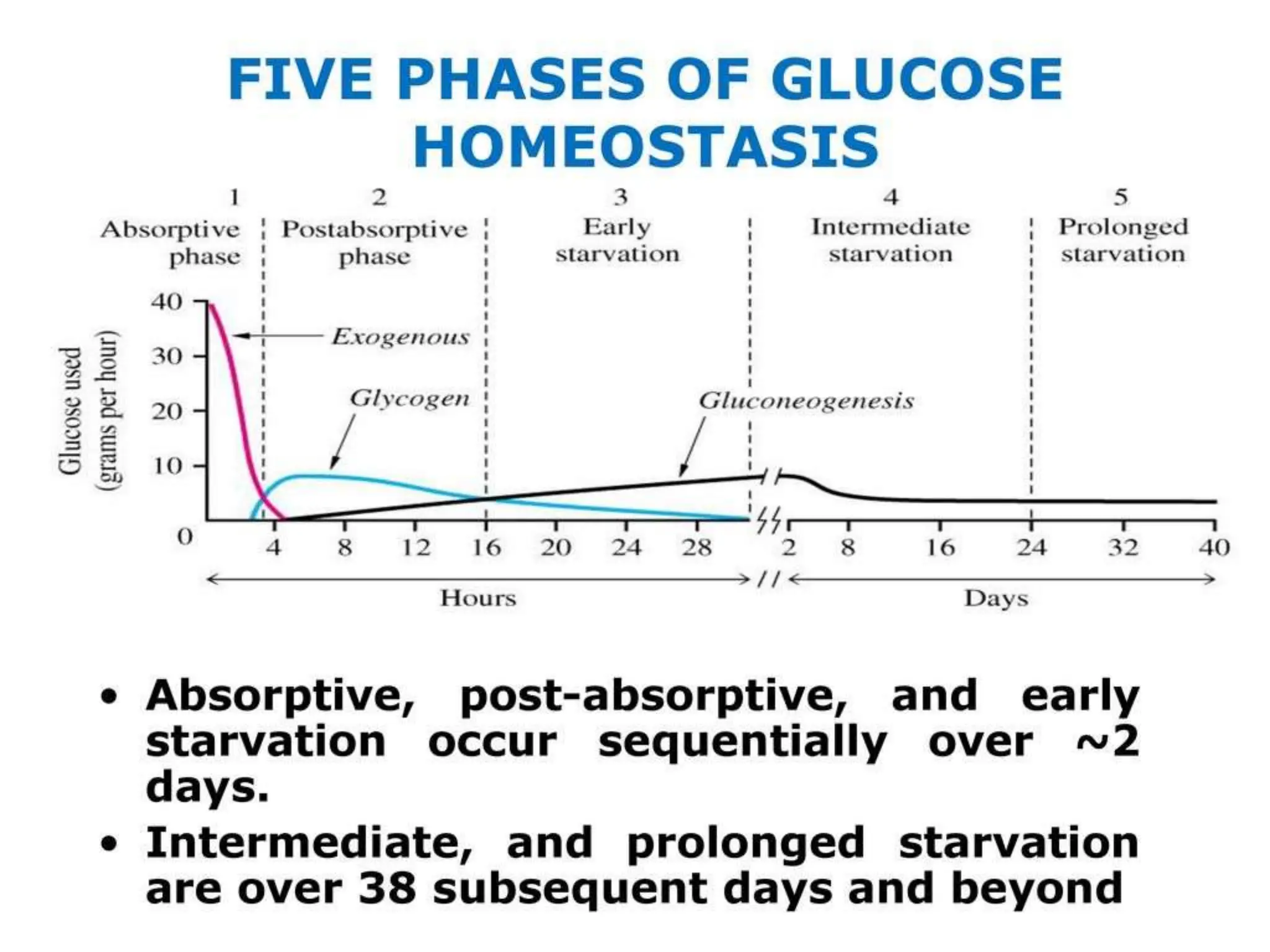 FEED FAST CYCLE DETAILS. METABOLISM IN WEL FED AND FASTING STATE | PPTX