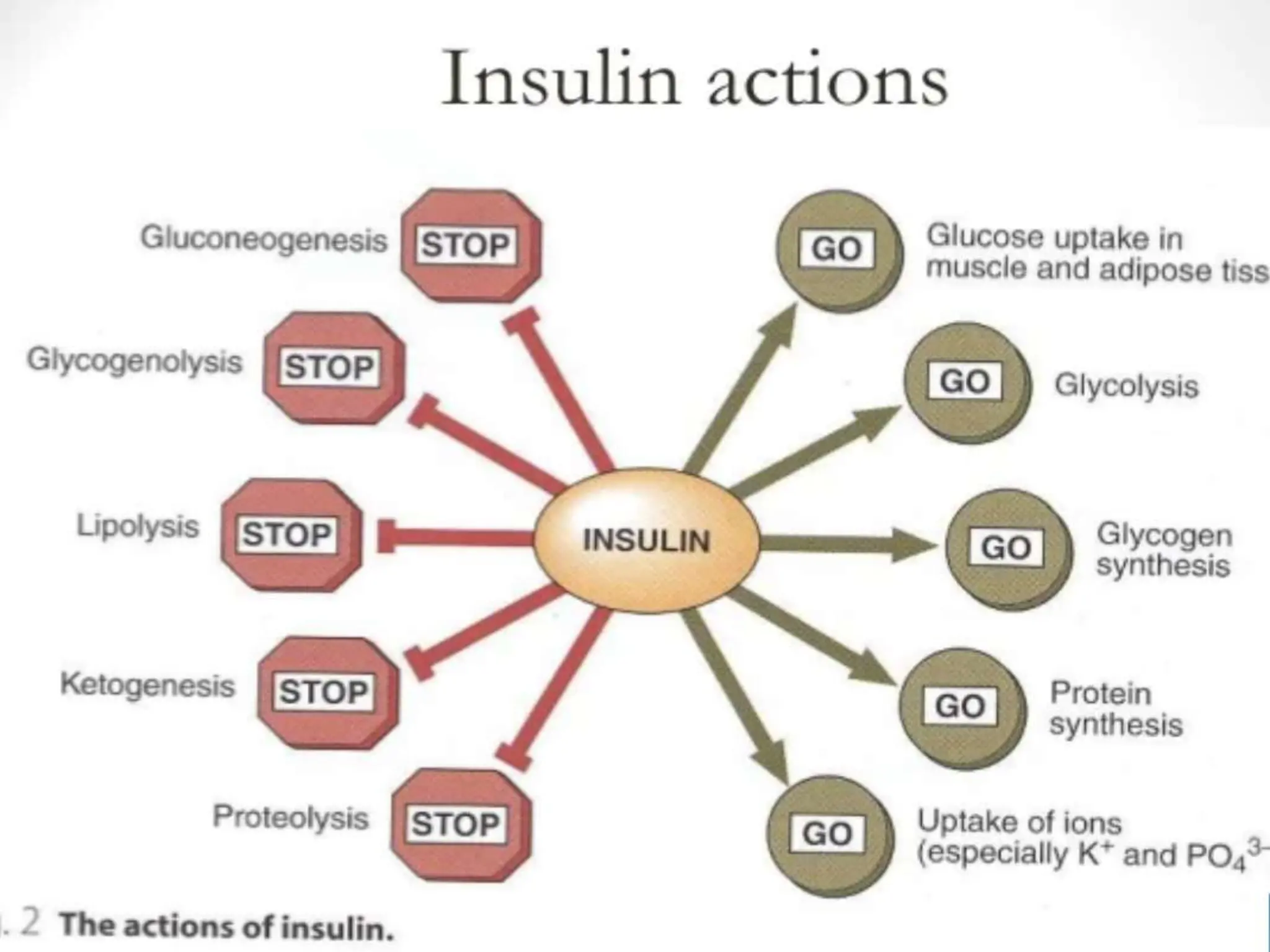 FEED FAST CYCLE DETAILS. METABOLISM IN WEL FED AND FASTING STATE | PPTX