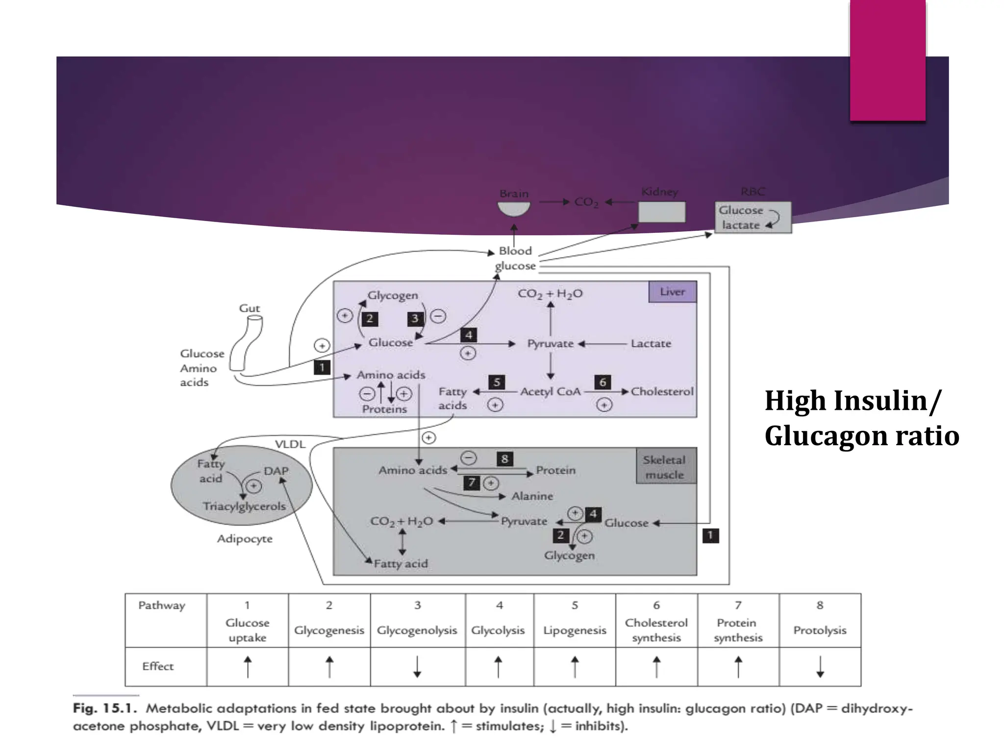 FEED FAST CYCLE DETAILS. METABOLISM IN WEL FED AND FASTING STATE | PPTX