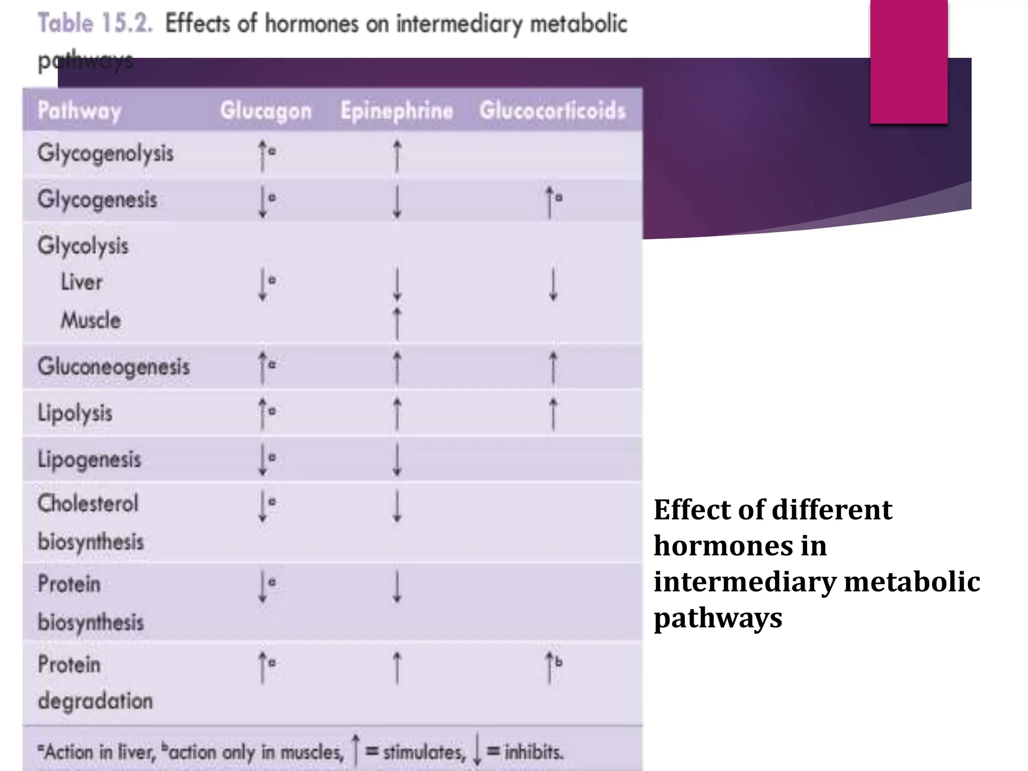 FEED FAST CYCLE DETAILS. METABOLISM IN WEL FED AND FASTING STATE | PPTX